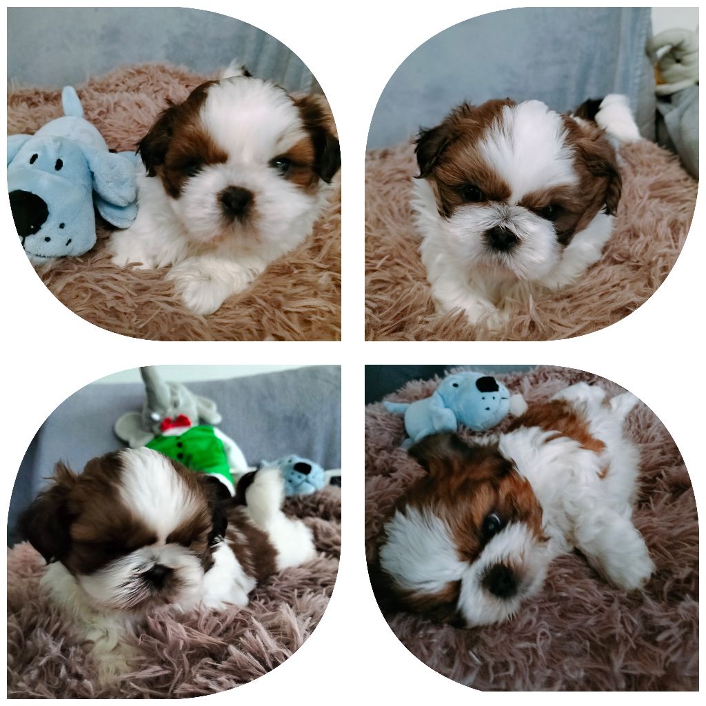 Accueil - Elevage Du Paradis Bleu Indigo - eleveur de chiens Shih Tzu
